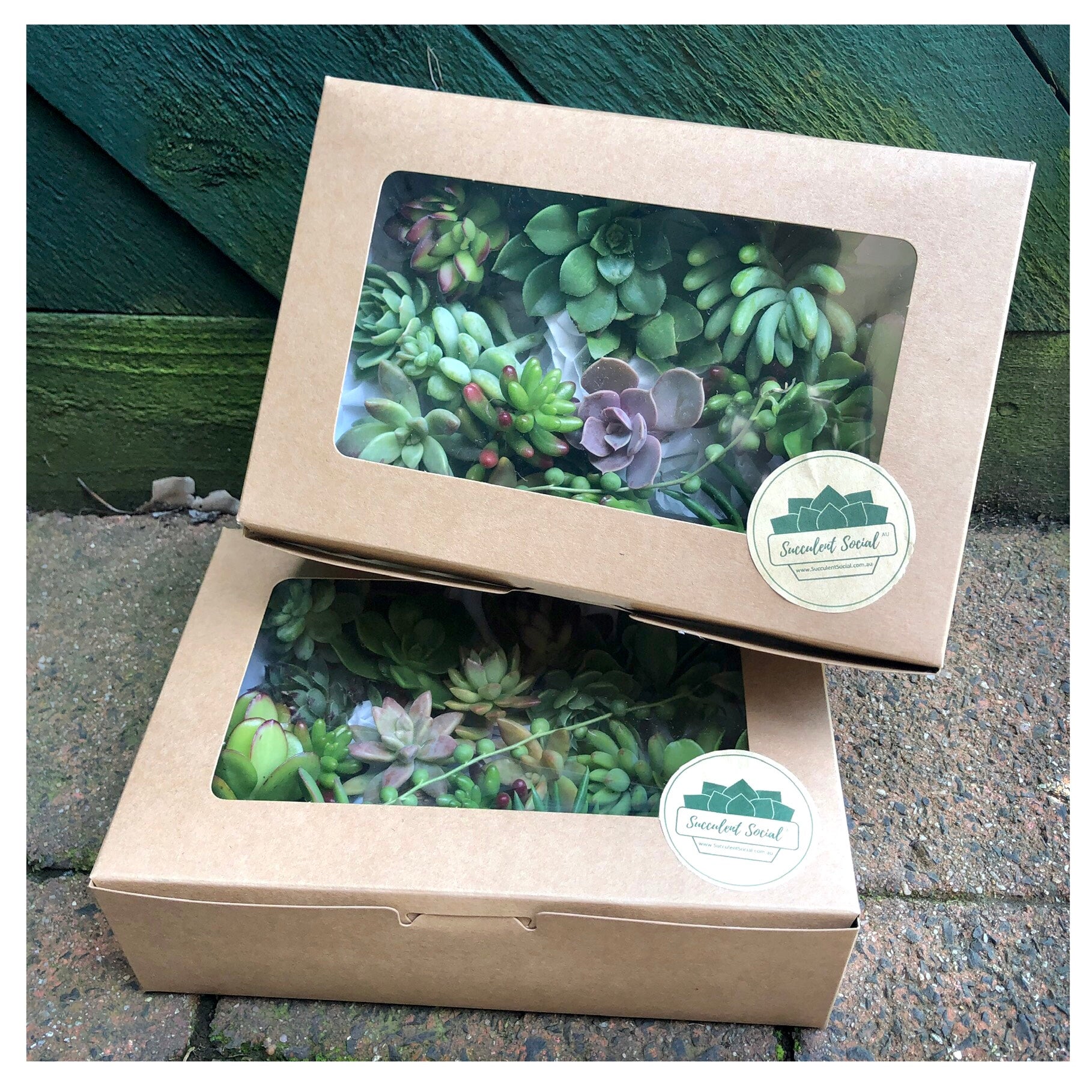 succulent cutting boxes | Succulent Social AU